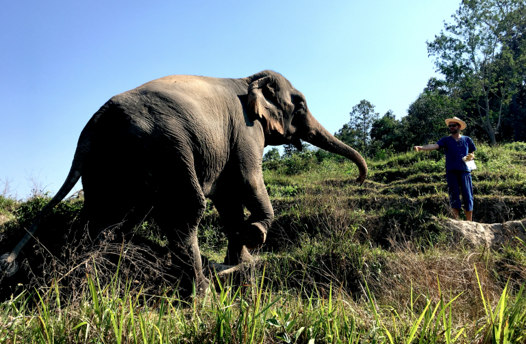 The Elephant Rope | Mindwave Blog
